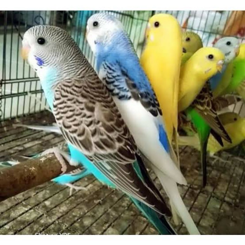 Jual burung parkit dewasa siap ternak PENGIRIMAN KHUSUS GRAB INSTAN ...