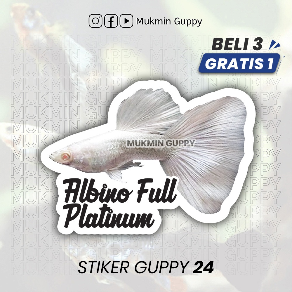 Jual Stiker Guppy (14) Albino Full Platinum | Shopee Indonesia