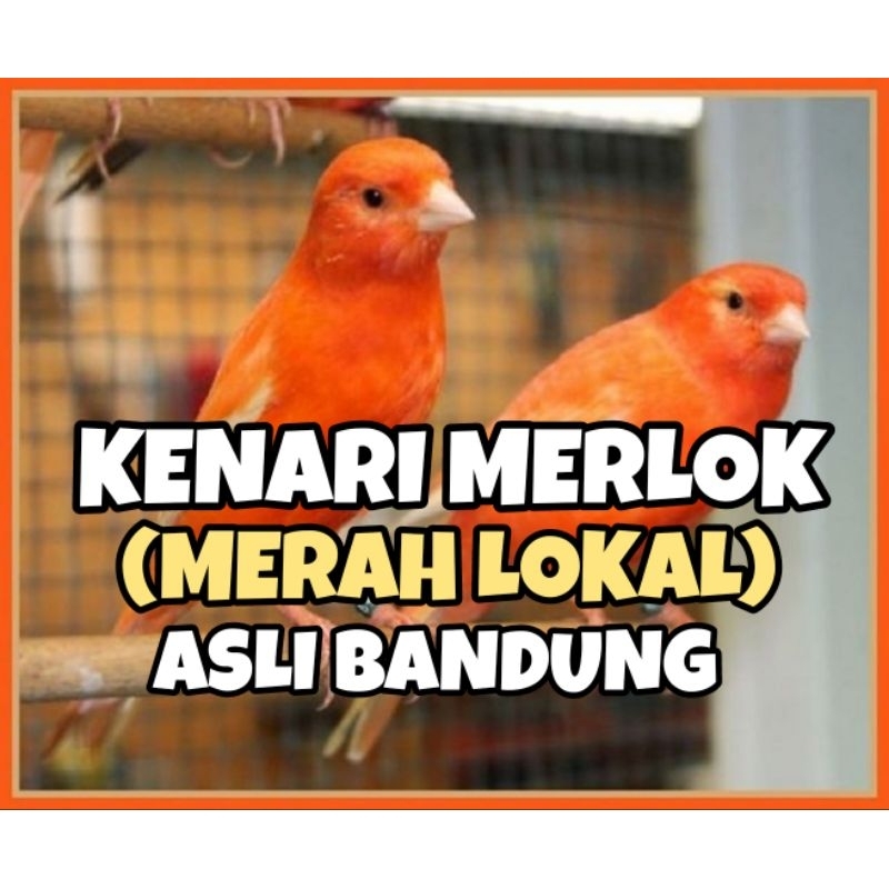 Jual BURUNG KENARI MERLOK MERAH LOKAL | Shopee Indonesia