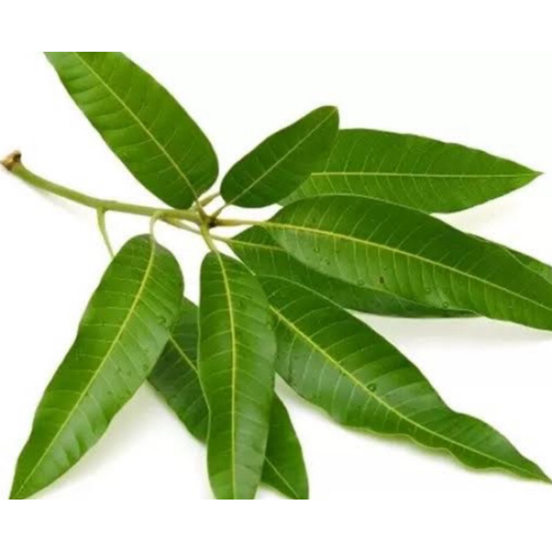 Jual Daun mangga daun pohon mangga segar 1 kg-az | Shopee Indonesia