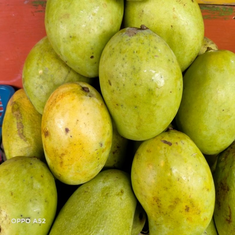 Jual Mangga Muda Rujak 900gr-1kg | Shopee Indonesia