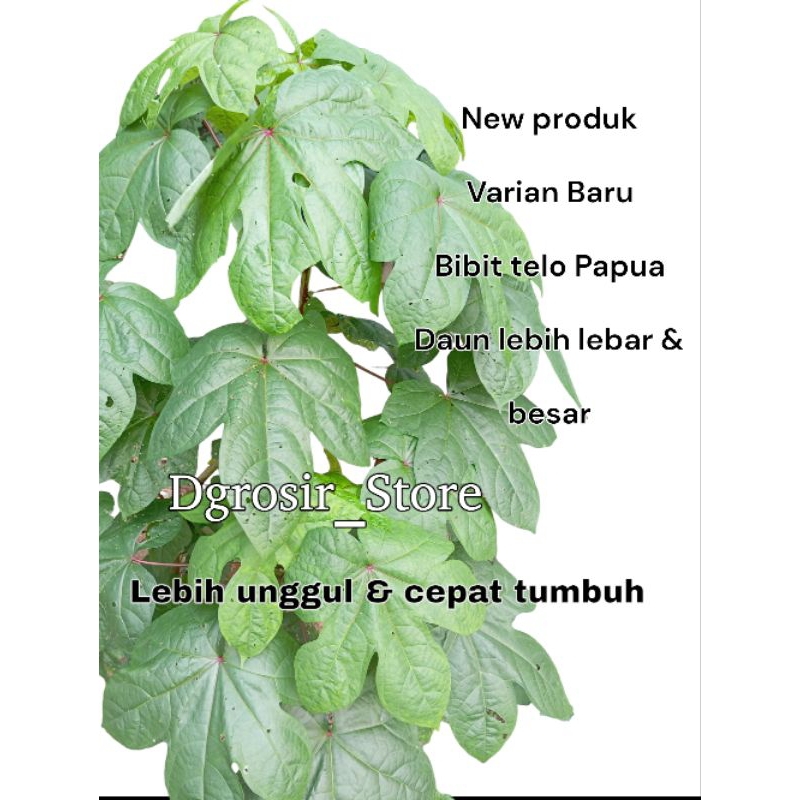 Jual 1 kg new bibit TELO PAPUA pakan kambing varian baru daun lebih ...