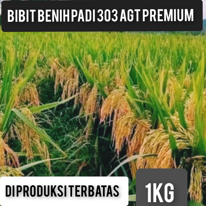 Jual BENIH BIBIT PADI UNGGUL AGT 303 PREMIUM KWALITAS PADI UNGGL 1 KG ...