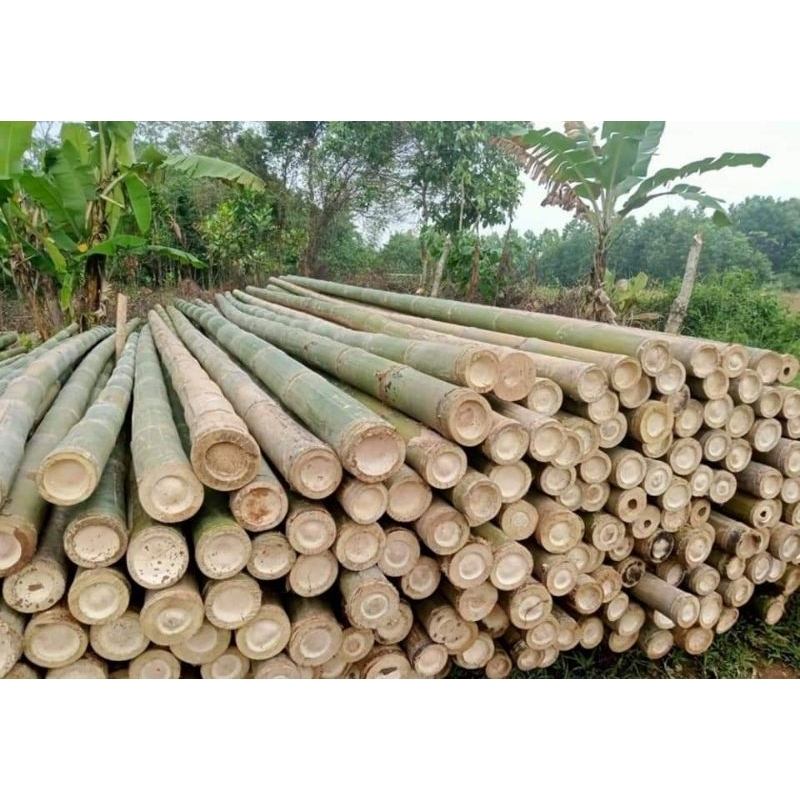 Jual bambu steger diameter 6/7/8 x panjang 6 meter ( min order 100 ...