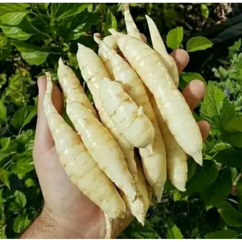 Jual umbi sagu umbi Garut segar 1kg | Shopee Indonesia