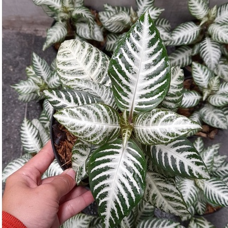 Jual Tanaman Indoor - Aphelandra Squarrosa | Daun Zebra | Shopee Indonesia