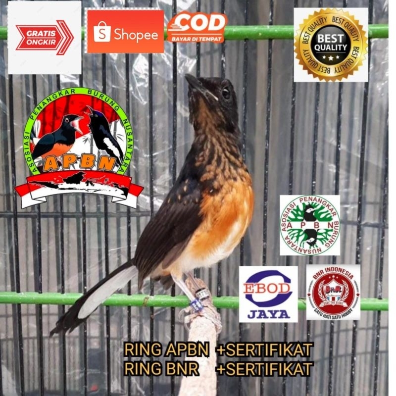 Jual TROTOL MURAI FIGHTER DOUBLE RING APBN RING BNR DARI TRAH JUARA//AKSESORIS | Shopee Indonesia