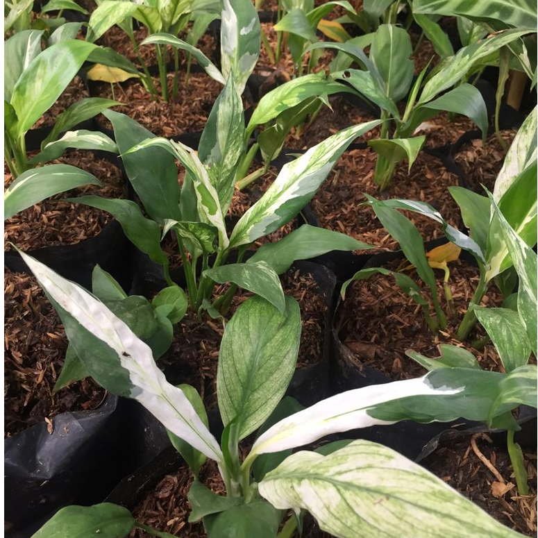 Jual Tanaman Indoor - Spatupilum Varigata | Peace Lily Varigata ...