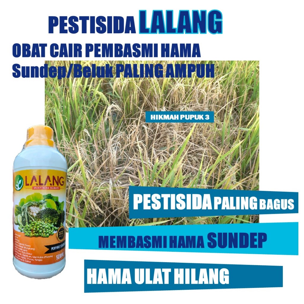 Jual Obat Tanaman PADI Sawah Membasmi Sundep Beluk Hama Pada Buah Padi ...