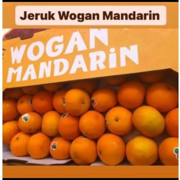 Jual Jeruk Wogan Mandarin Dinofresh /kg | Shopee Indonesia