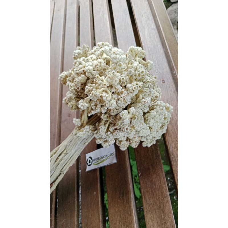 Jual Bunga abadi, BUNGA EDILWIS | BUNGA EIDELWIS Budidaya Petani ...