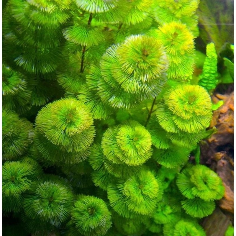 Jual kabomba hijau/cabomba gren tanaman aquascape 25 batang | Shopee ...