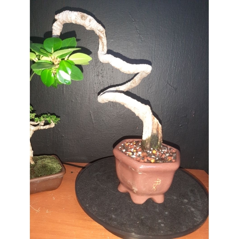 Jual Bonsai mini Ficus Dolar. | Shopee Indonesia