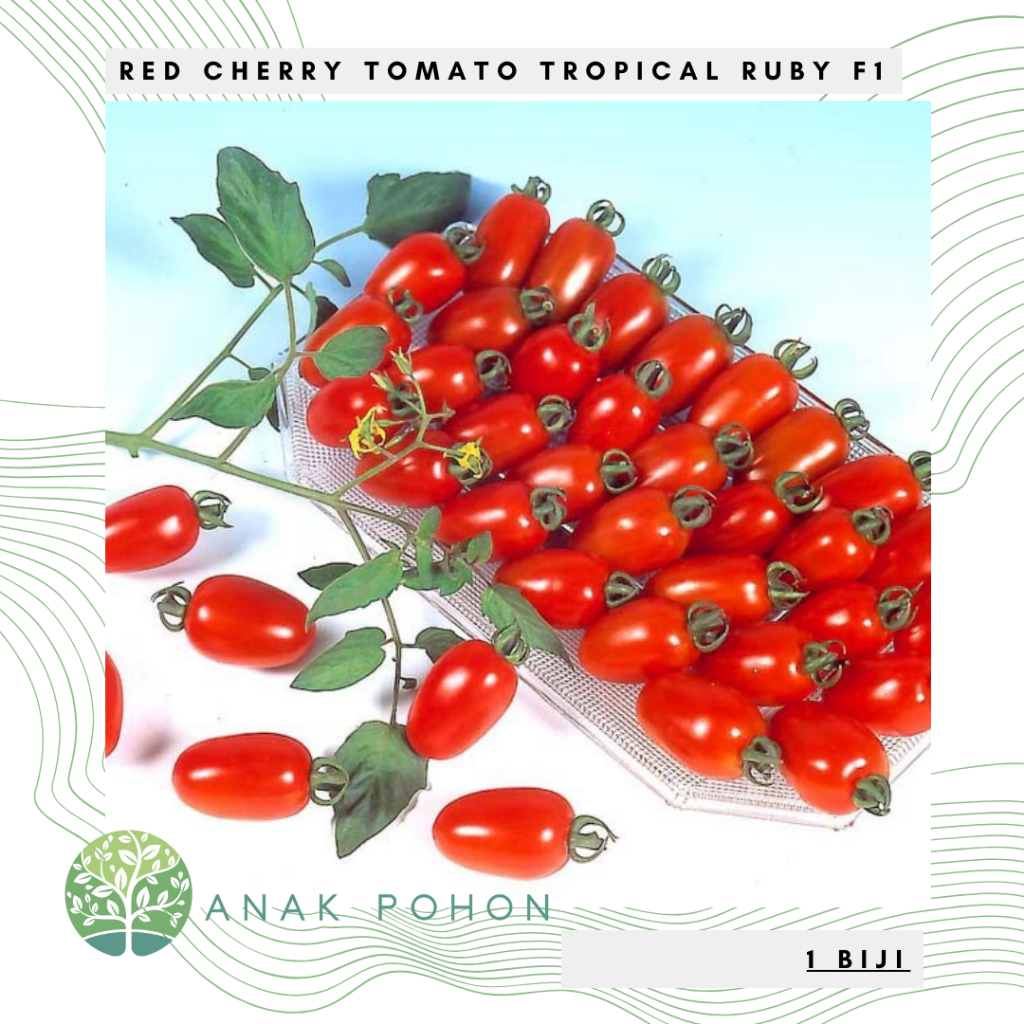 Jual Benih Bibit Biji - Red Cherry Tomato TROPICAL RUBY F1 Tomat Mini ...