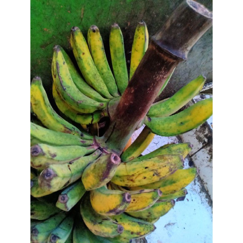 Jual PISANG RAJA SUPER 1 KEPAK/SISIR | Shopee Indonesia