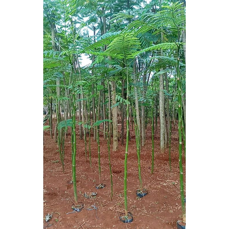 Jual Tanaman Pakis Brazil/Solobium tinggi 2m | Shopee Indonesia