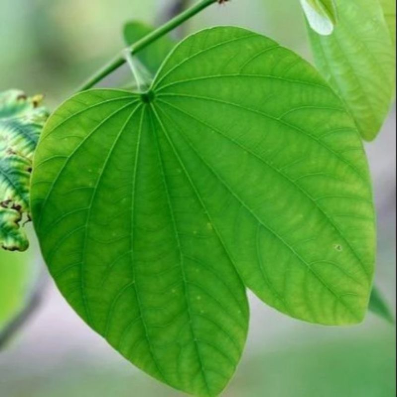 Jual PROMO!! DAUN KUPU KUPU / TAYUMAN 250GRAM | Shopee Indonesia