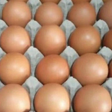 Jual telur ras/eropa biasa ( size MM)/ papan | Shopee Indonesia