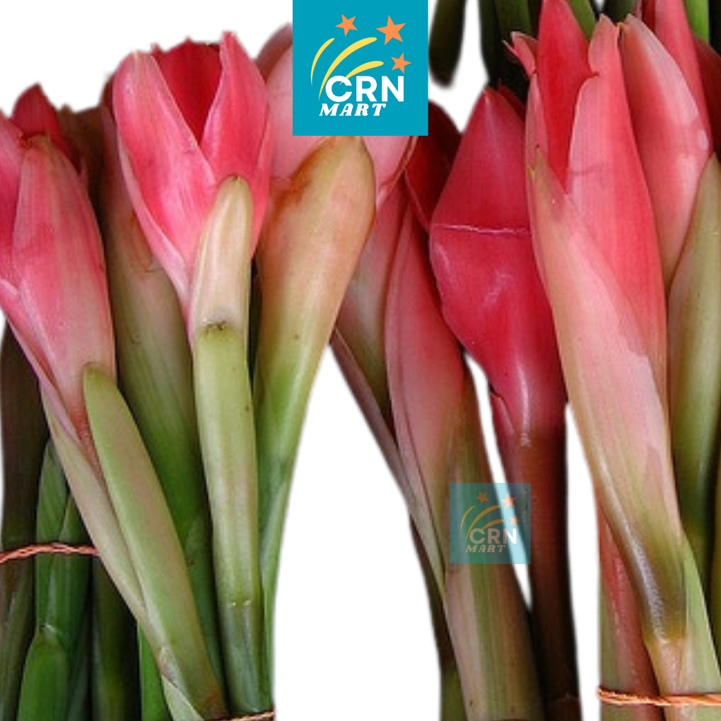 Jual CRN MART - Kincung/Kecombrang/Bunga Honje Segar Per Buah | Shopee ...