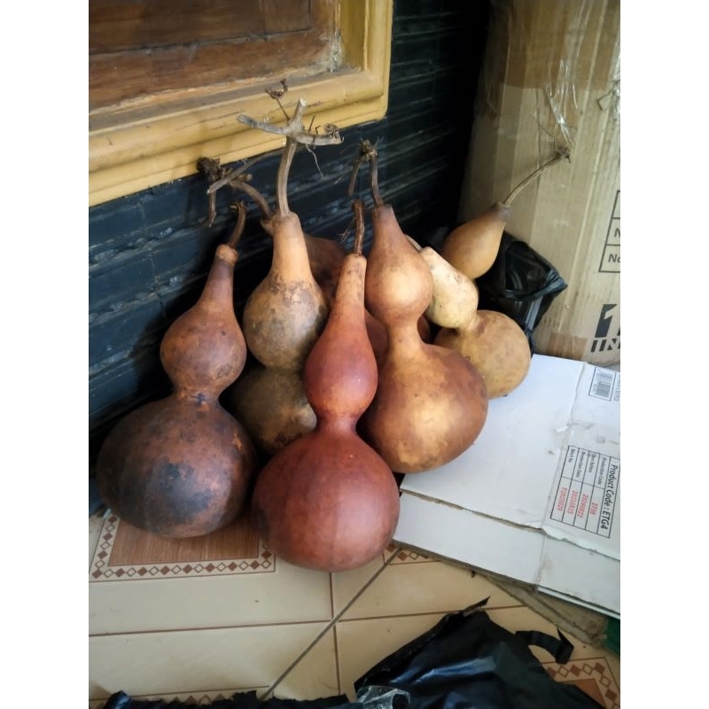 Jual labu botol kering / labu hias / labu cina/ labu kendi | Shopee ...