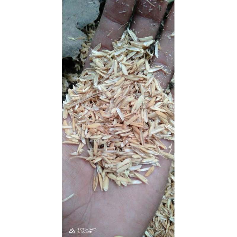 Jual sekam padi/sekam gabah padi/merang padi/sekam padi murah berat ...