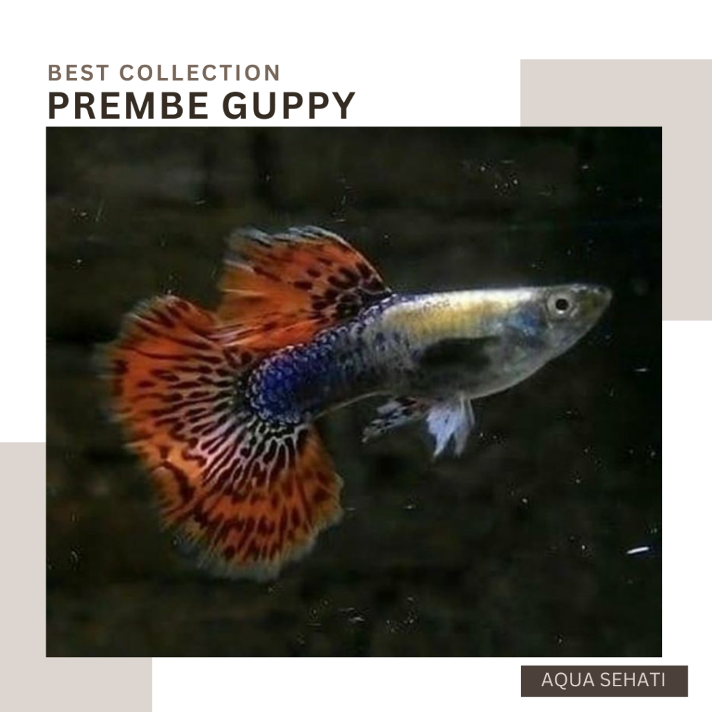 Jual BELI 5 BONUS 1 - ikan Guppy PLATINUM RED TAIL MOSAIC BIG EAR - PREMBE | Shopee Indonesia