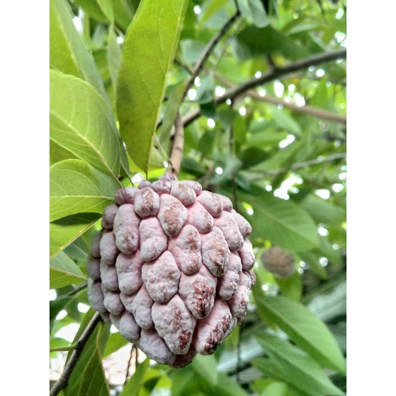 Jual Bibit pohon sarikaya merah srikaya merah sugar apple | Shopee ...