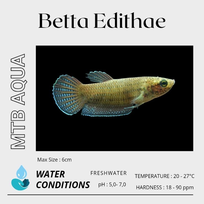 Jual Betta Edithae Sepasang | Shopee Indonesia