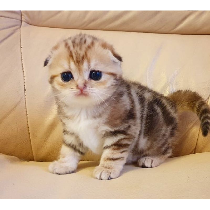 Jual Kucing Scottish Fold / british shorthair / anggora / himalaya ...