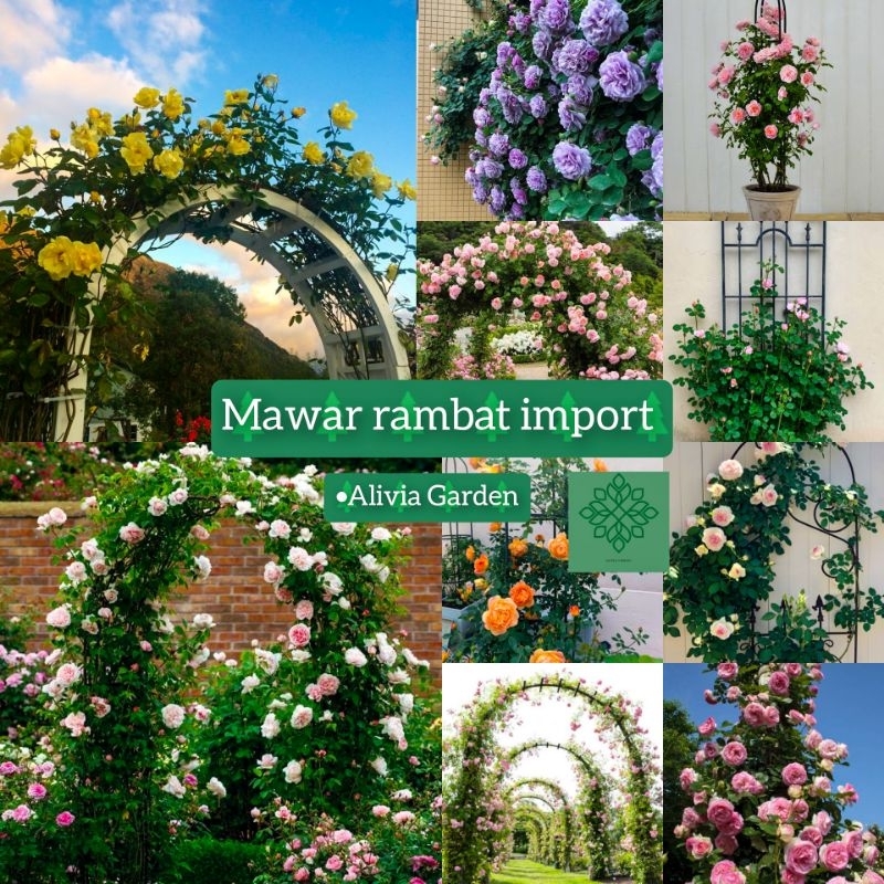 Jual Mawar Rambat - Mawar Rambat Import - Tanaman Mawar - Mawar bahan ...