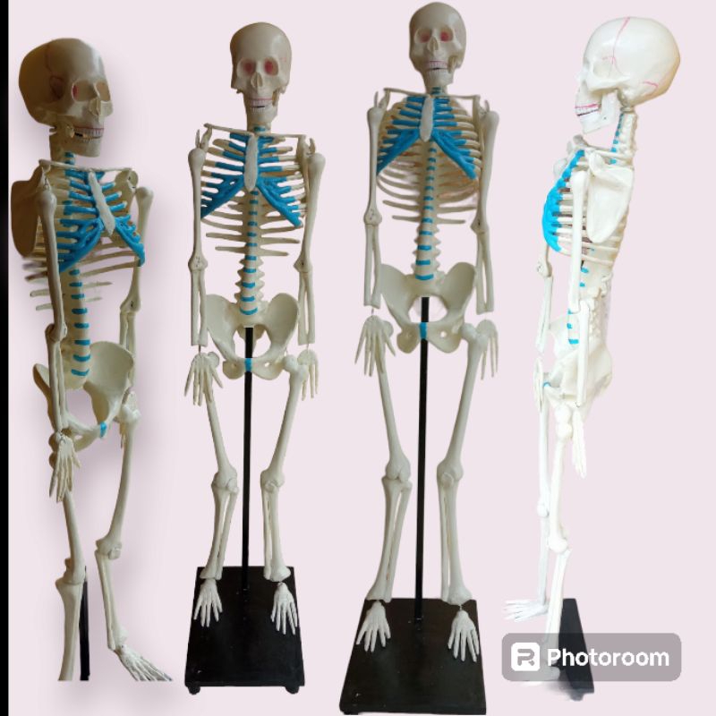 Jual Kerangka Manusia | Torso Model Kerangka | Human Skleton | Kerangka ...