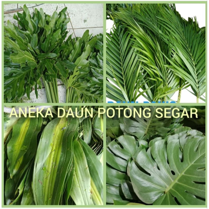 Jual daun palem palma daun andong daun pillow dendron aneka daun potong ...