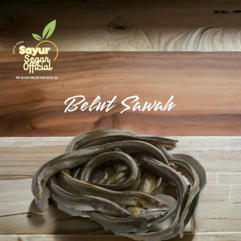 Jual Ikan Belut Segar 500gr ( Sudah di bersihkan ) - Kirim Instan ...