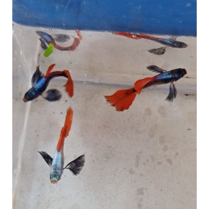 Jual ikan Guppy platinum red tail Dumbo ear PRTDE hiasan aquarium dan aquascape | Shopee Indonesia
