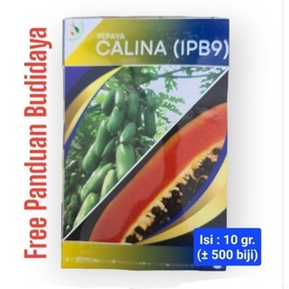 Jual Bibit Pepaya Calina IPB 9 isi 10 gr - Benih Pepaya California isi 500 butir | Shopee Indonesia
