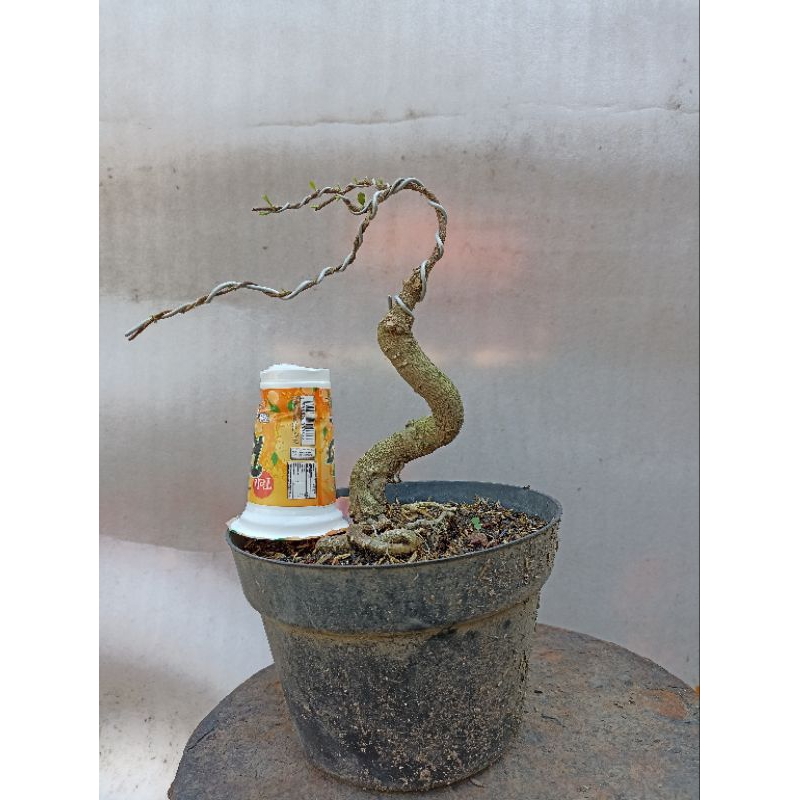 Jual Bonsai sakura mikro/Bahan bonsai sakura mikro | Shopee Indonesia Jual Bonsai sakura mikro/Bahan bonsai sakura mikro | Shopee Indonesia