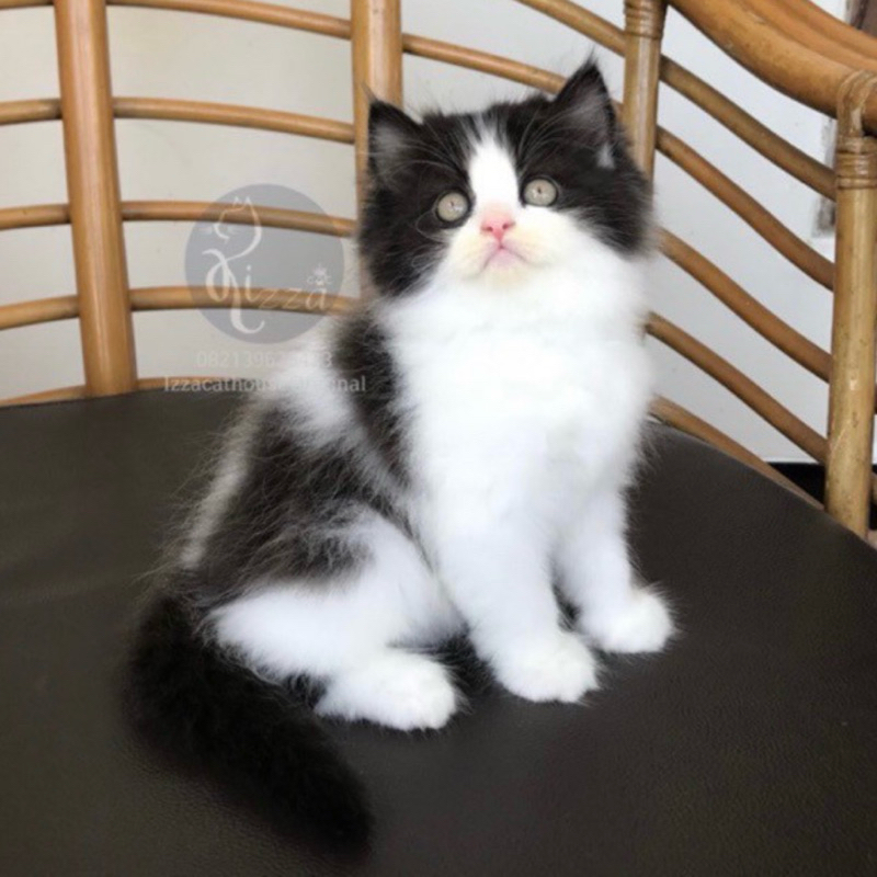 Jual Makanan Kucing Persia Batman | Shopee Indonesia