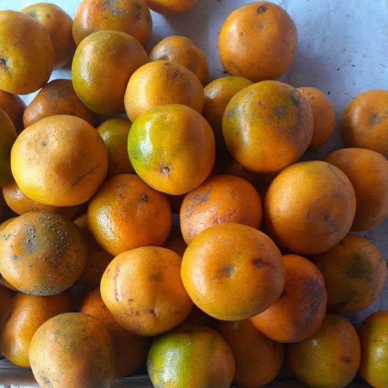 Jual JERUK MANIS 1 KG | Shopee Indonesia