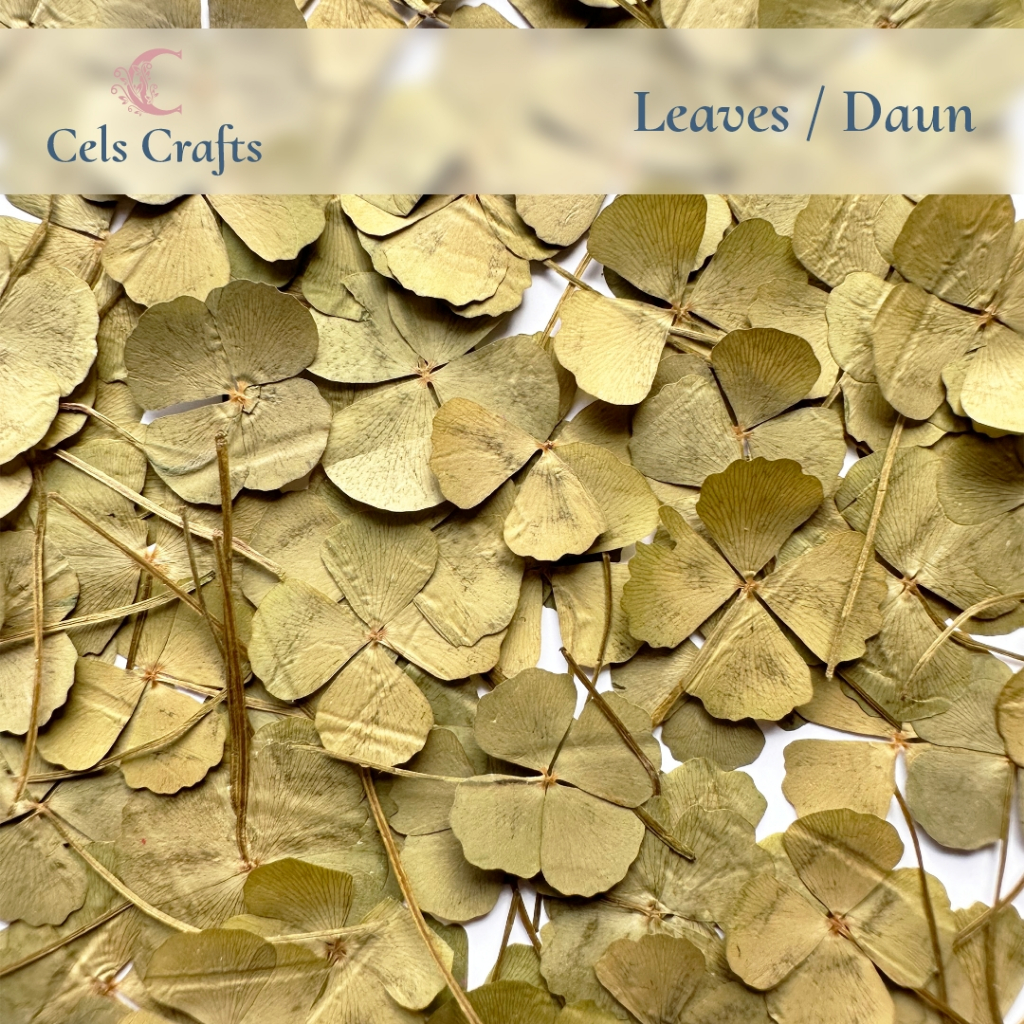 Jual [Single Colour] Pressed Leaf Clovers Daun Press Kering Daun ...