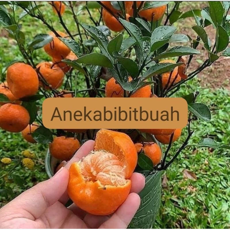 Jual INDUKAN JERUK SANTANG MADU BERBUAH LEBAT SPESIAL 6.6 SALE | Shopee Indonesia