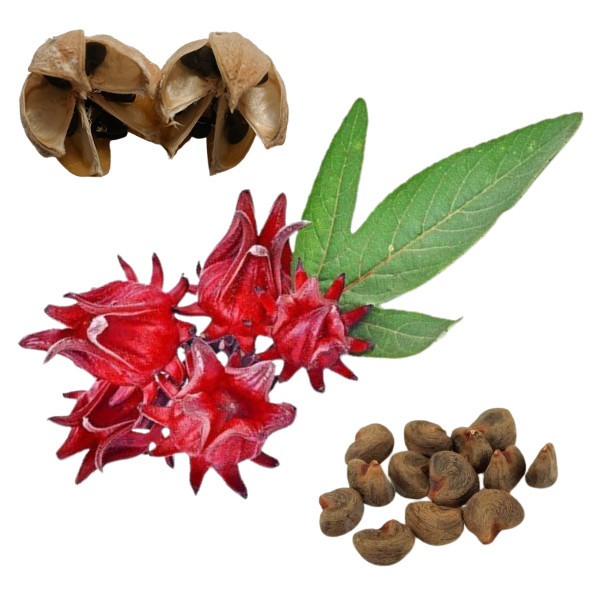 Jual Biji Bunga Rosella | Shopee Indonesia