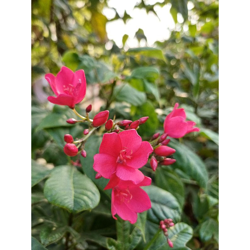 Jual Tanaman Hias Bunga Batavia Baru Jenis Kelopak Bunga Besar | Shopee ...