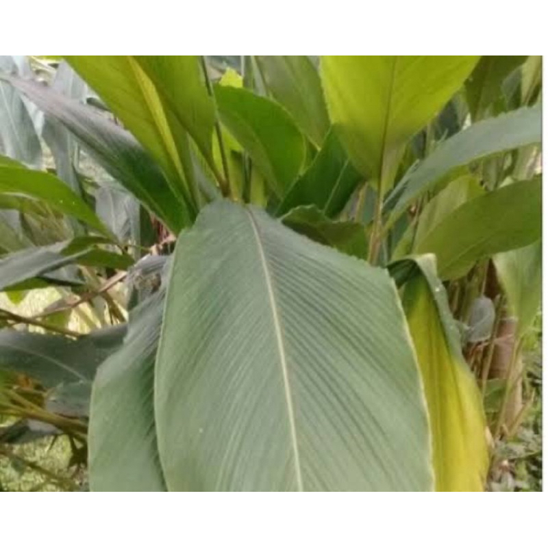 Jual Daun buah hangasa / daun buah renggak / daun wresah 1 kg | Shopee ...