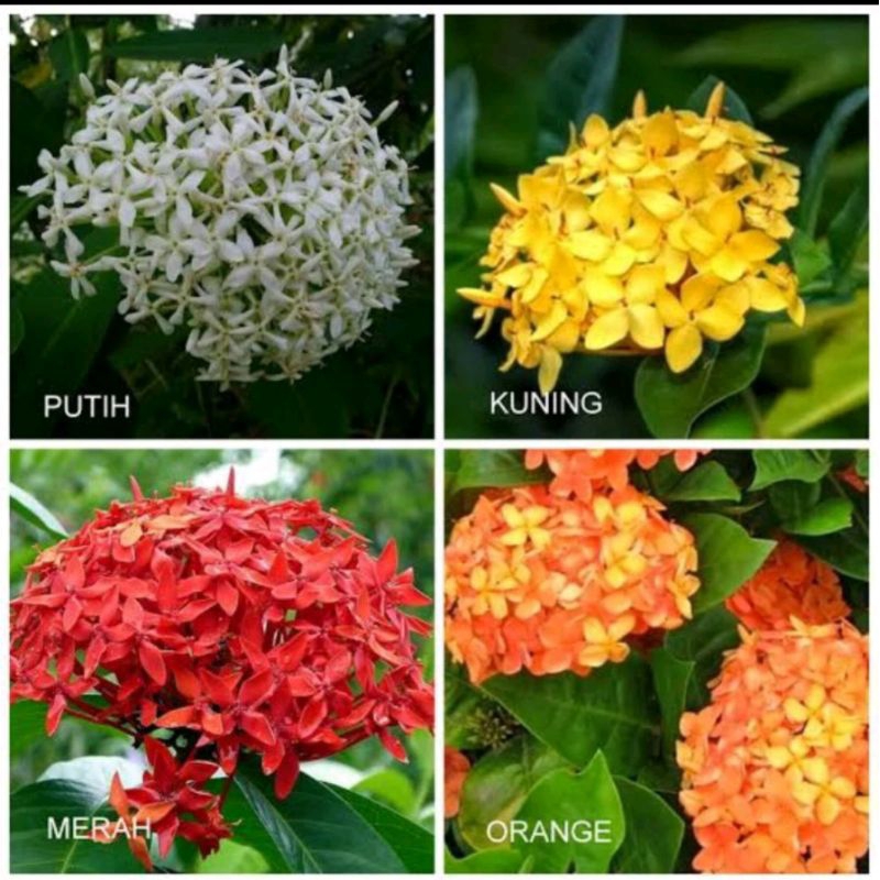 Jual Tanaman Hias Bunga Asoka Varian Warna / Bunga Asoka / Tanaman ...