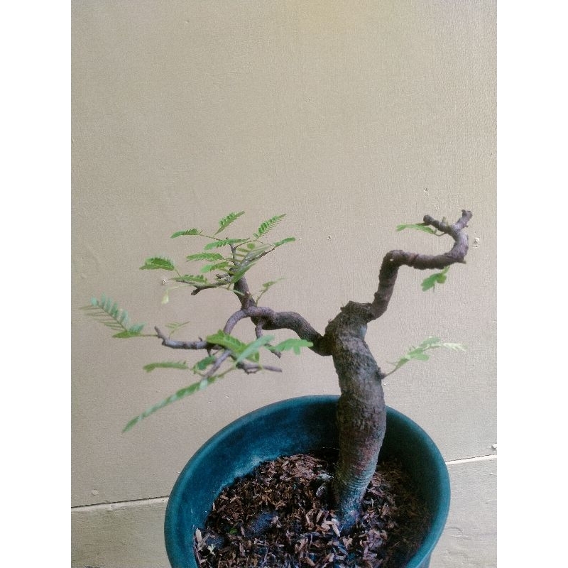 Jual bonsai asem jawa | Shopee Indonesia