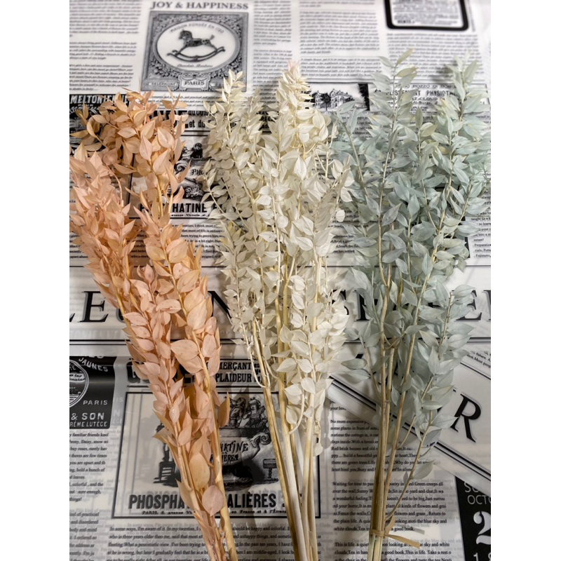 Jual [ 25 Gram ] Ruscus Preserved Flower Bunga Ruskus Kering Awetan ...