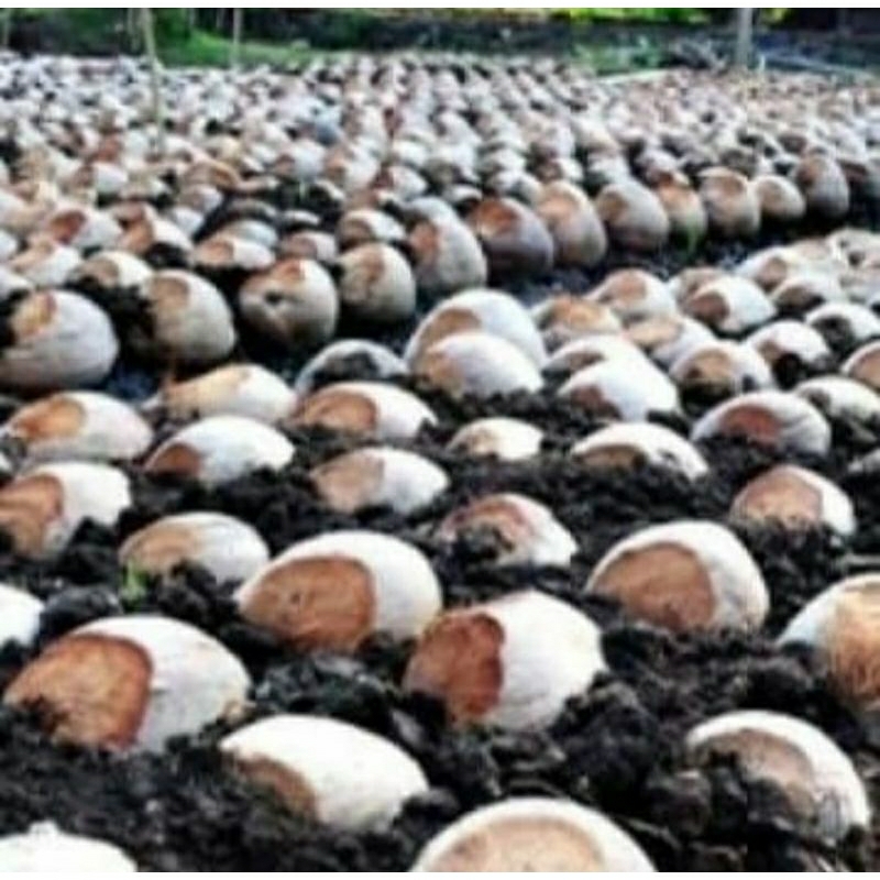 Jual Kelapa GENJAH ENTOK Asli Kebumen, ORI, Tua Kiring Pilihan utk ...