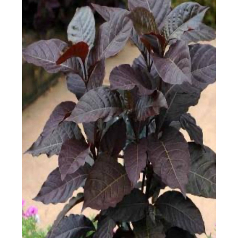 Jual Daun ungu segar daun handeuleum segar 20 lembar | Shopee Indonesia