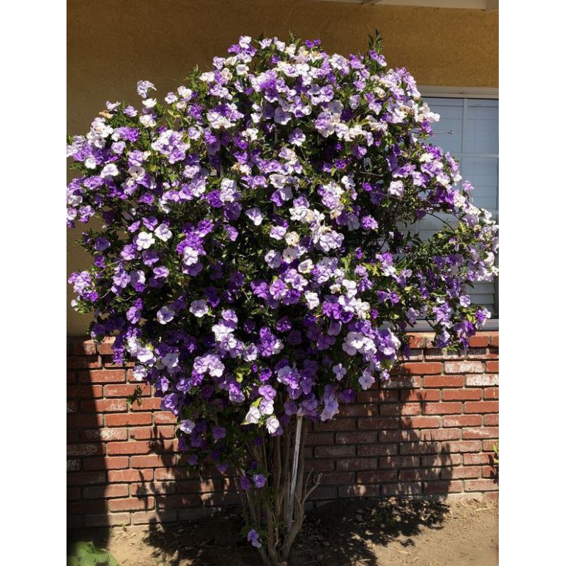 Jual melati costa/matamori tanaman hias berbunga putih ungu | Shopee ...