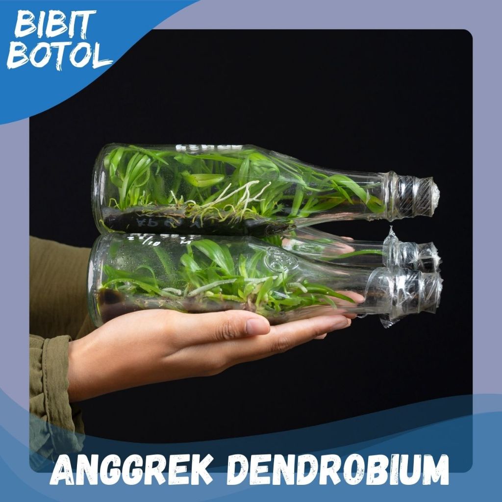Jual BENIH BOTOL ANGGREK Berbagai Genus | Shopee Indonesia